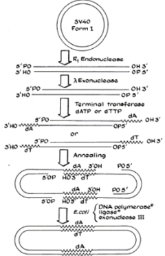 Chapter 19: Berg, Cohen and Boyer Invent Recombinant DNA and Gene Cloning
