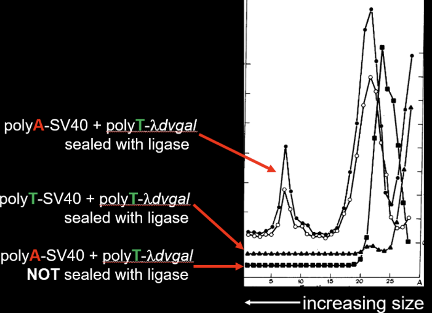 SV40 polyA and polyT tails