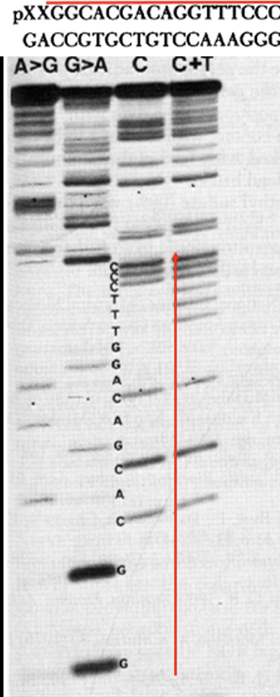 Maxam Gilbert sequencing example figure