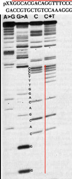 Chapter 20: Gilbert and Sanger Invent Methods for Sequencing DNA