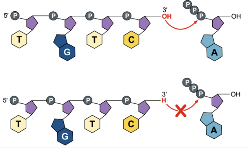 Chapter 20: Gilbert and Sanger Invent Methods for Sequencing DNA