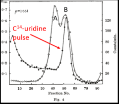 Brenner Jacob C14 Pulse Graph