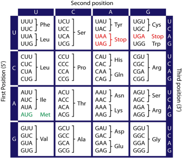 Codon Table