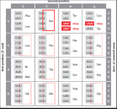 Crick Codon Degeneracy