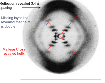 Chapter 6: Franklin and Wilkins lay the foundation for solving the ...