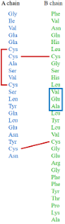 Insulin Sequence