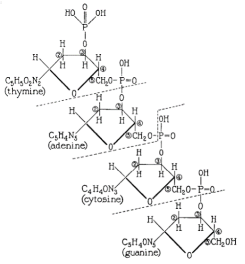 Chapter 4: Chargaff measures the relative abundance of the four bases ...