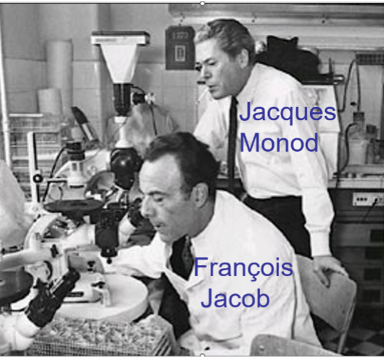 Chapter 12: The PaJaMo Experiment Reveals Negative Regulation