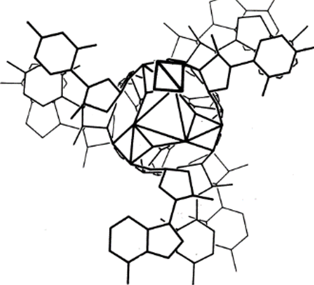 Chapter 6: Franklin and Wilkins lay the foundation for solving the ...