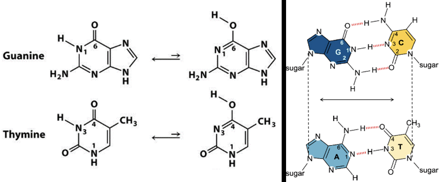 Chapter 7: Watson and Crick propose that DNA is an anti-parallel double ...