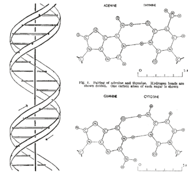 Chapter 7: Watson and Crick propose that DNA is an anti-parallel double ...