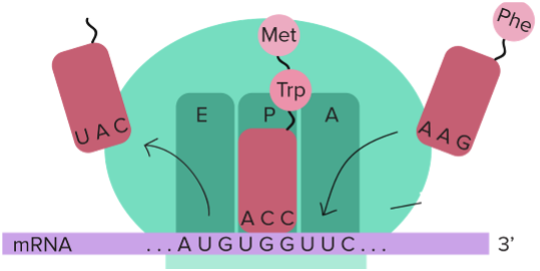 Chapter 16: Nirenberg and Khorana decipher the genetic code